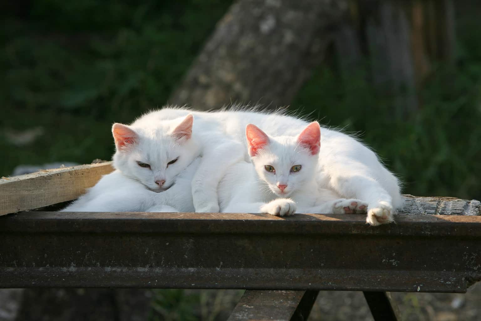 Is Your Feline an Albino Cat? Here’s What You Need to Know - Friendly Claws
